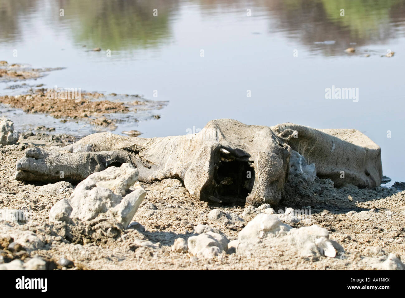 Totes nilpferd -Fotos und -Bildmaterial in hoher Auflösung – Alamy