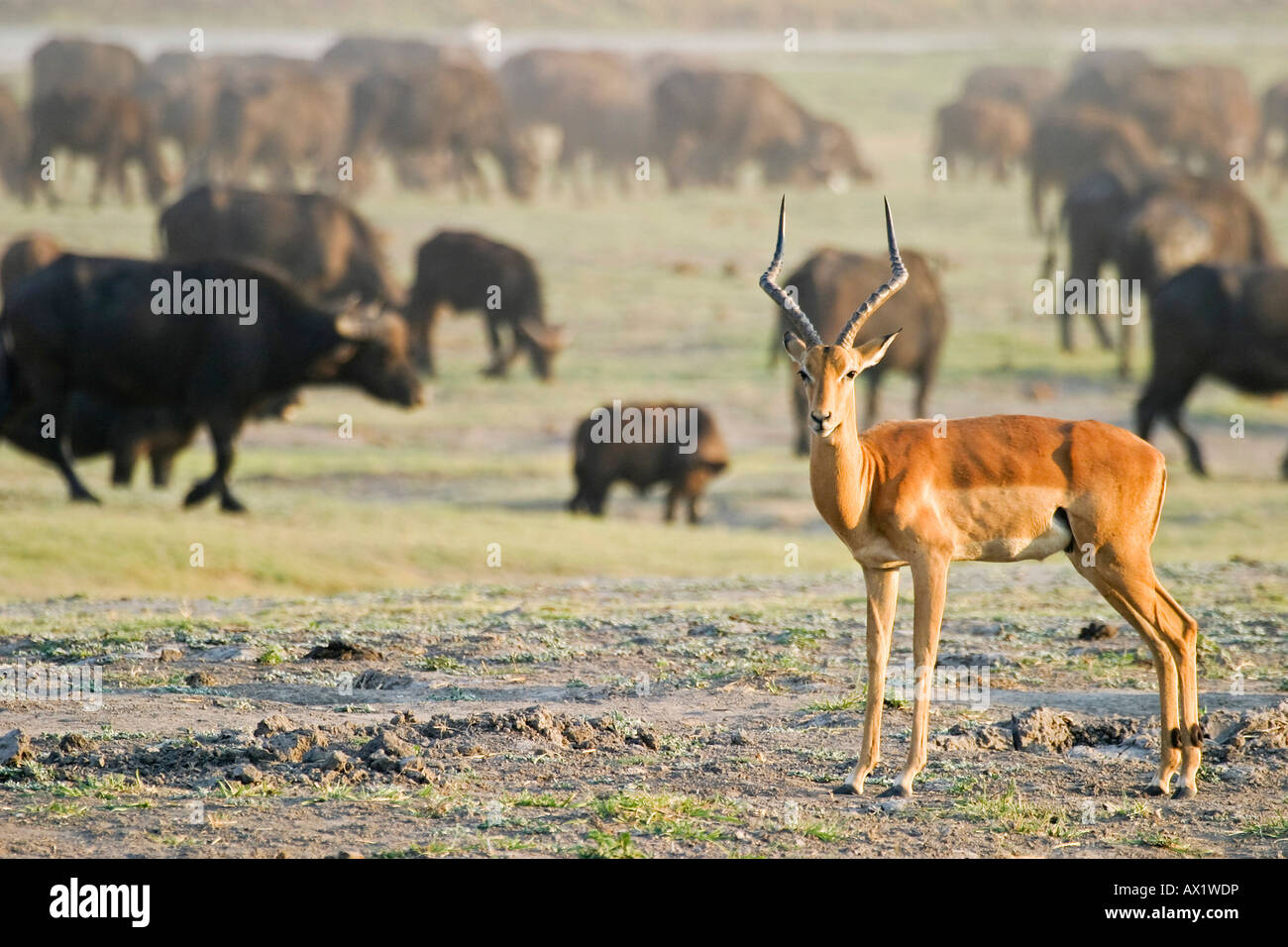 Afrikanische büffel -Fotos und -Bildmaterial in hoher Auflösung – Alamy