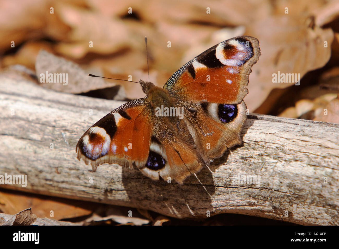 Tagpfauenauge raupe -Fotos und -Bildmaterial in hoher Auflösung – Alamy