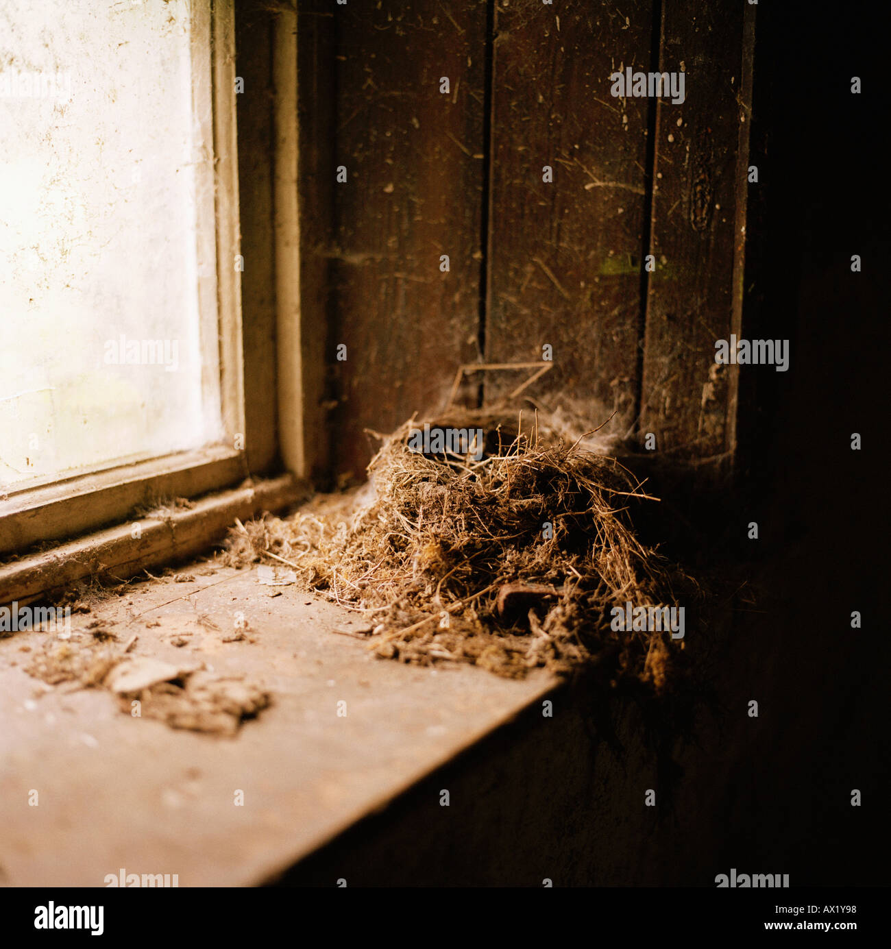 Vogelnest auf der fensterbank -Fotos und -Bildmaterial in hoher ...