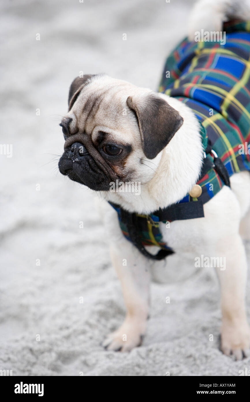 Cool pugs -Fotos und -Bildmaterial in hoher Auflösung – Alamy