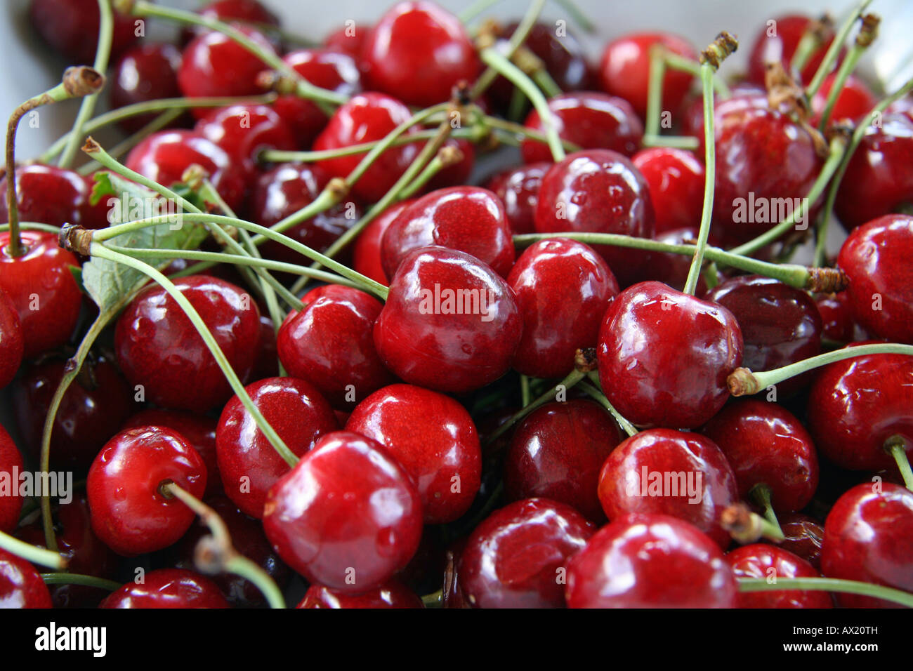 Rote stengel -Fotos und -Bildmaterial in hoher Auflösung – Alamy