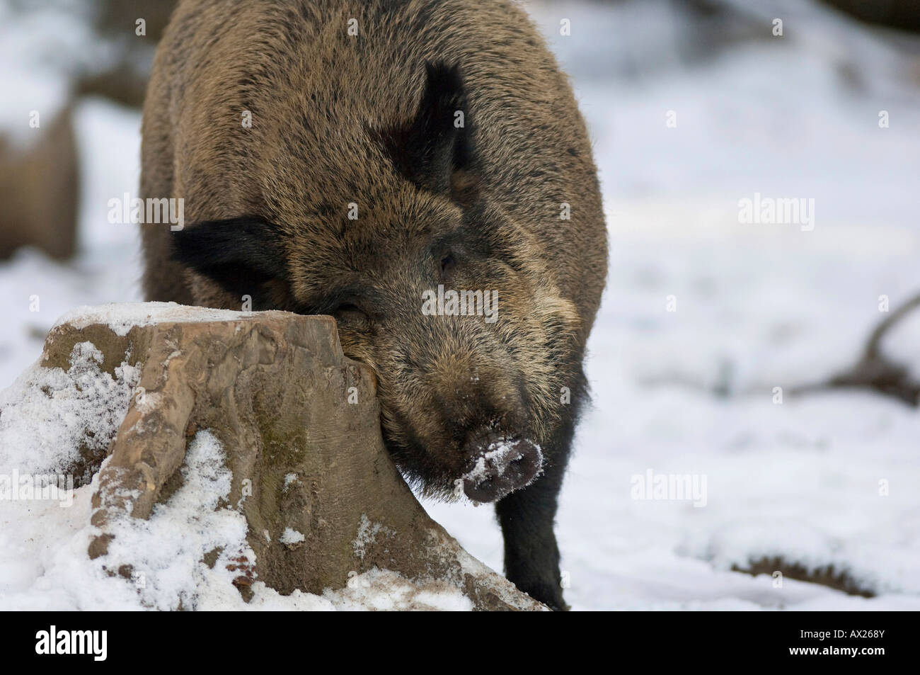 Wild boar sus rubbing tree -Fotos und -Bildmaterial in hoher Auflösung ...