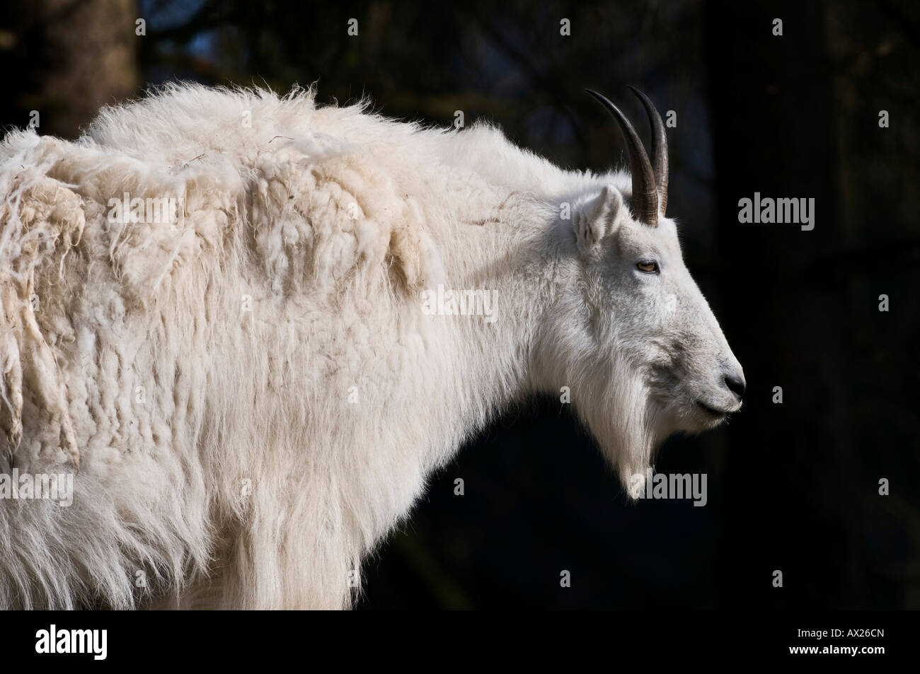 Die bergziege Stockfotos und -bilder Kaufen - Alamy