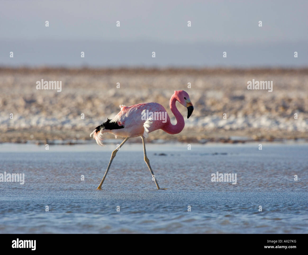 Anden Flamingo (Phoenicopterus Andinus), Reserva Nacional Los Flamencos ...