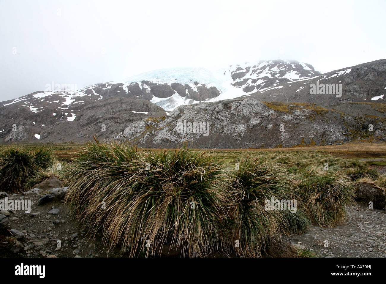 Pflanzenjagd expedition -Fotos und -Bildmaterial in hoher Auflösung – Alamy
