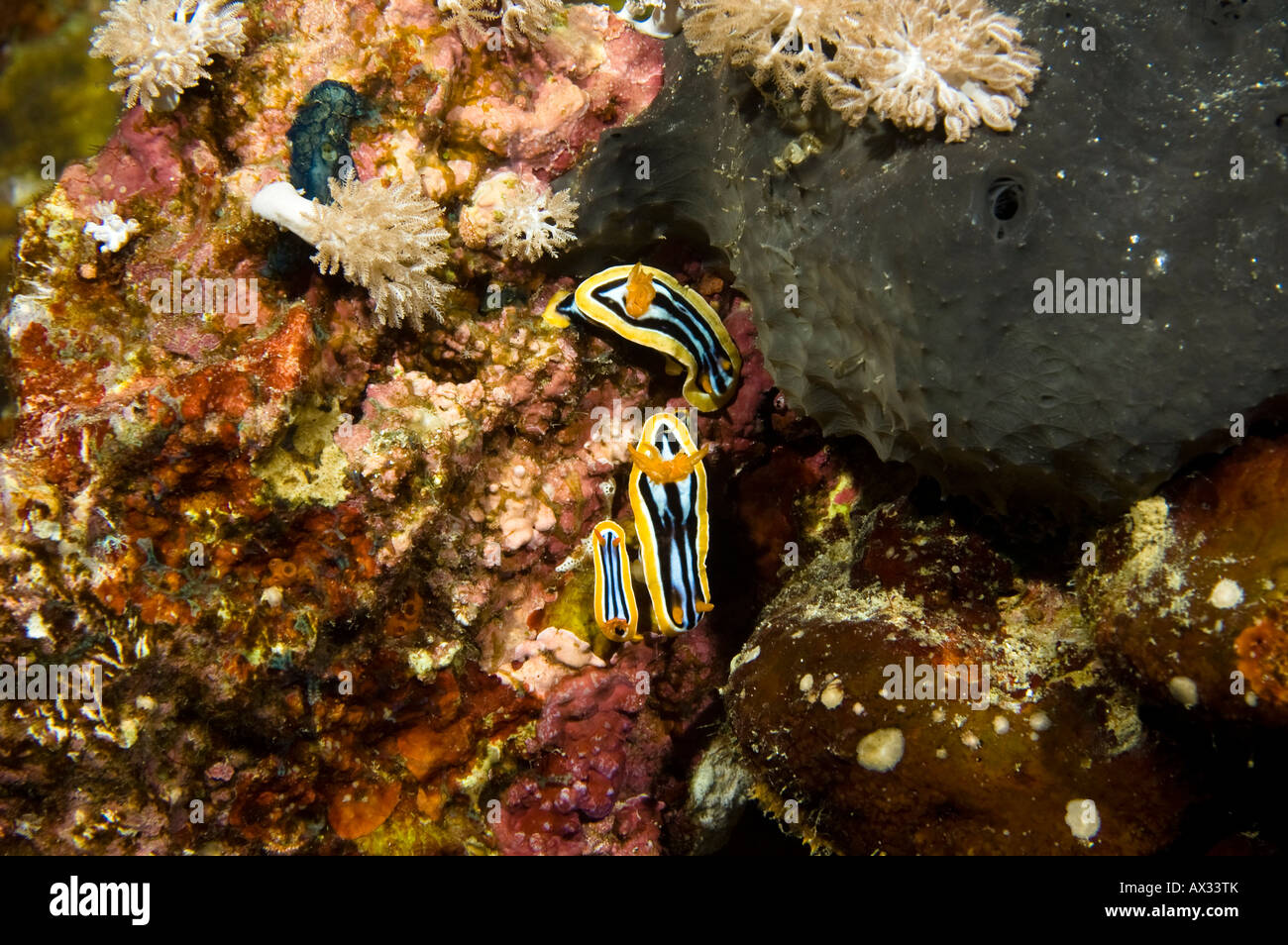 Pyjama Nudibranch Stockfotos und -bilder Kaufen - Alamy