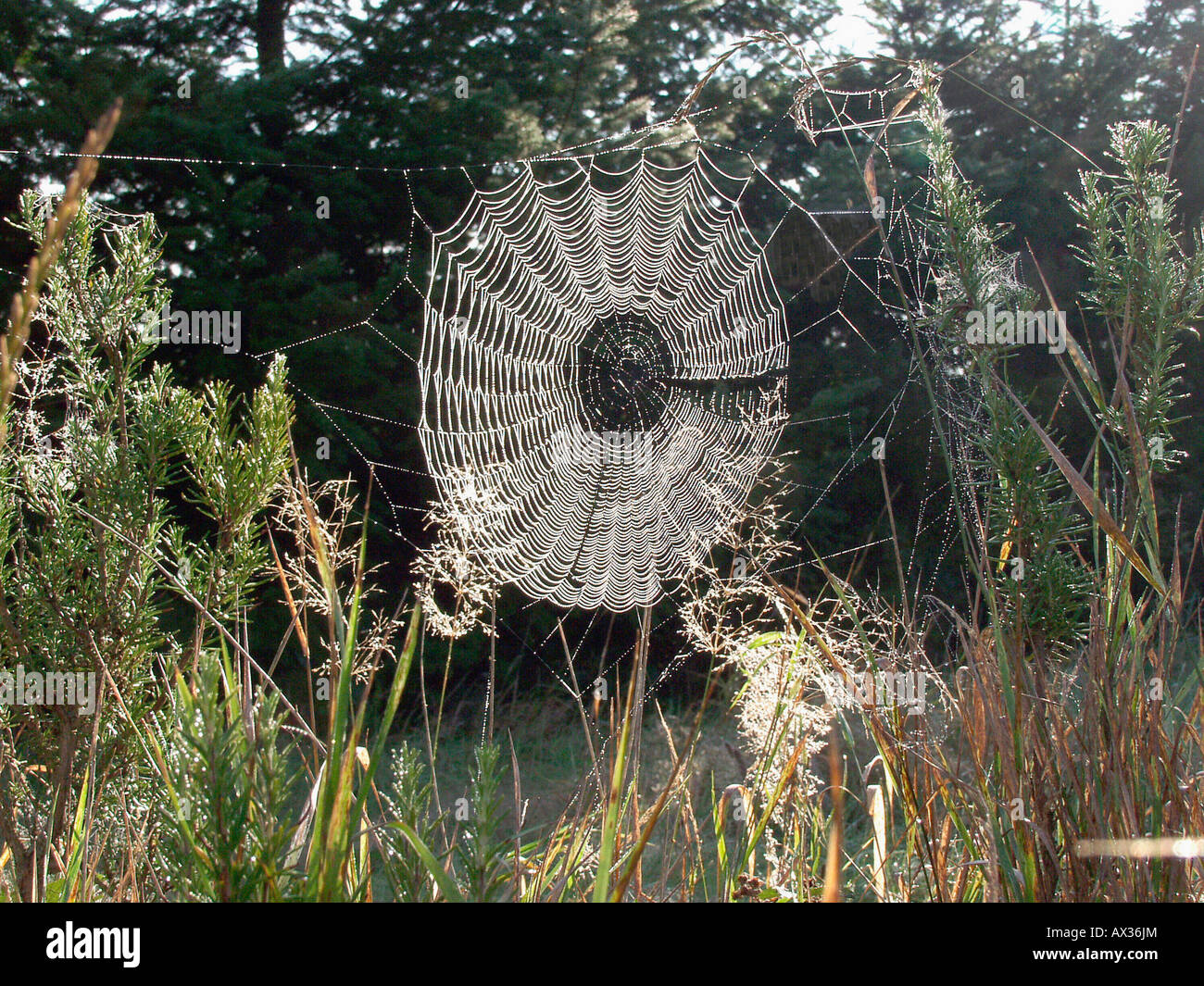 Toile d Areigne Spinnennetz Spider s Netz von Cross Orbweaver ...