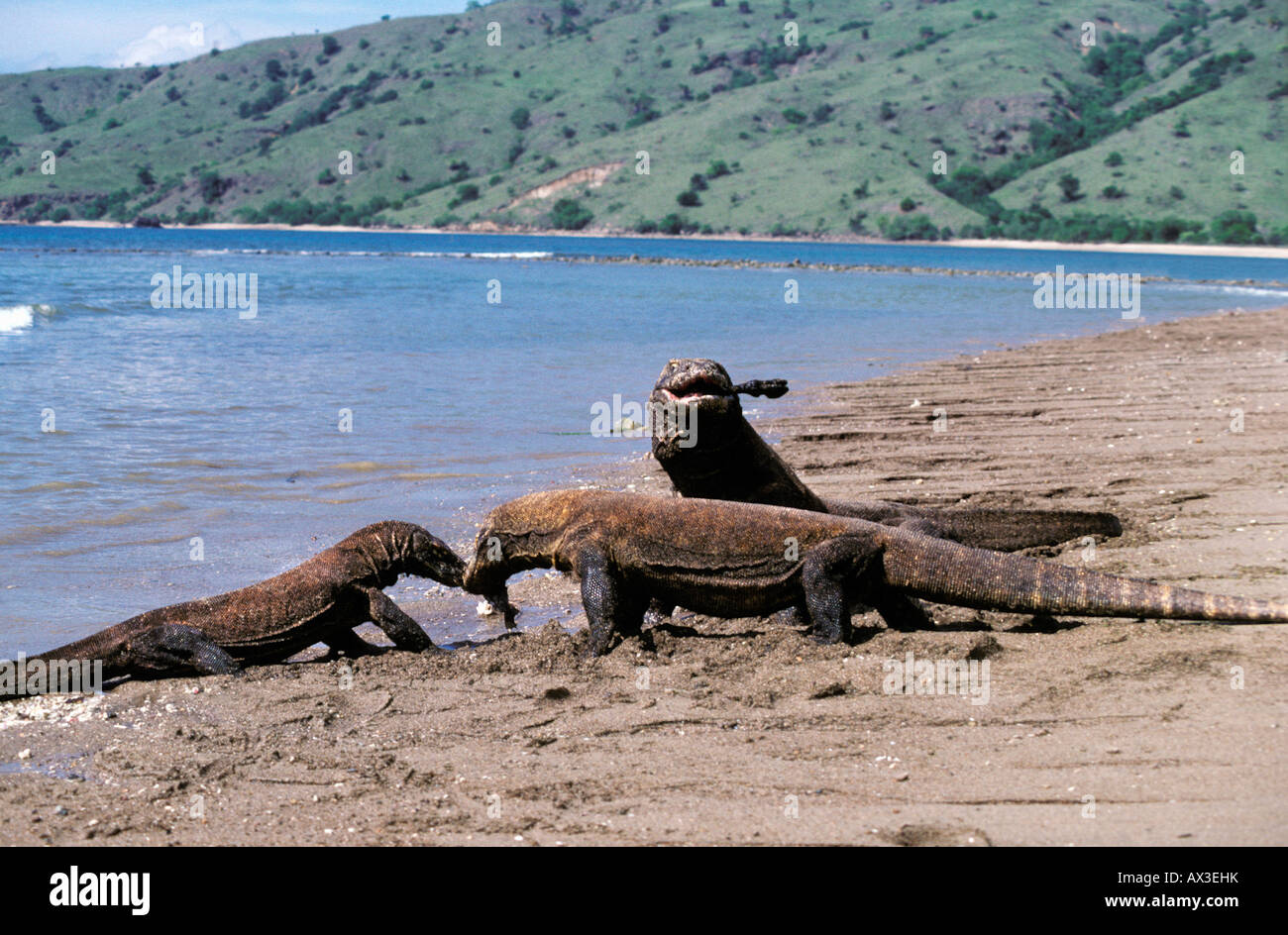 VARAN de Komodo Indon Sie Komodowaran in natürlichen Umgebung Varanus ...