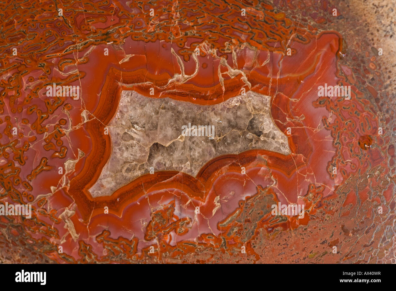 Knochen querschnitt -Fotos und -Bildmaterial in hoher Auflösung – Alamy