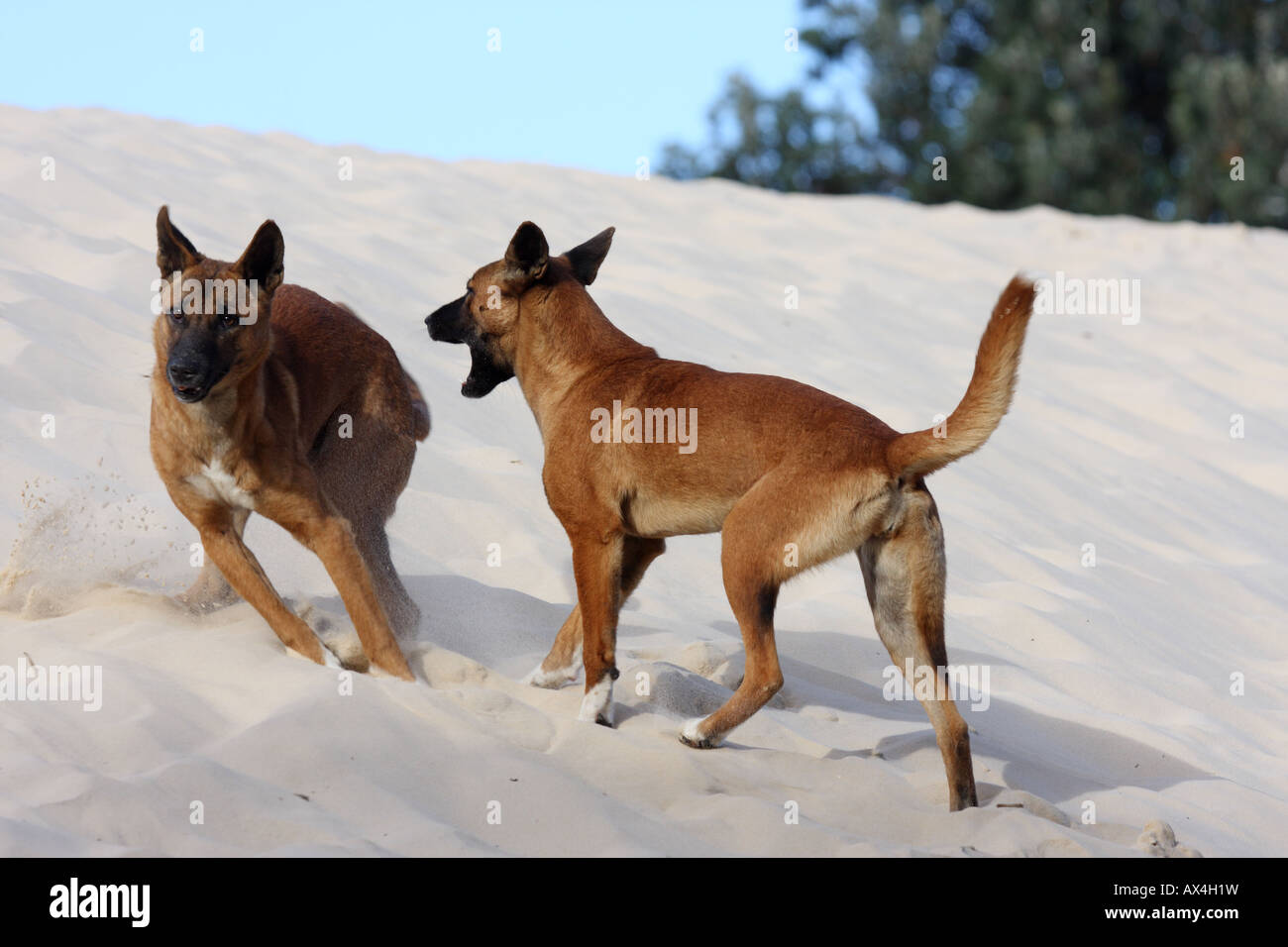 Dingo Pure Two Fighting Stockfotos und -bilder Kaufen - Alamy