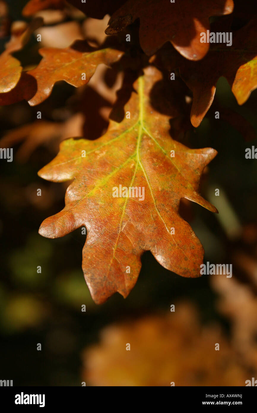 Oak tree quercus robur autumn -Fotos und -Bildmaterial in hoher ...