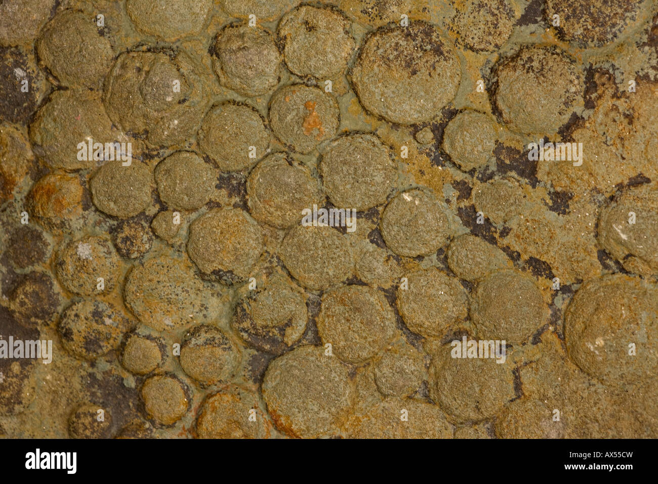 Fossile Quallen (Nemiana Simplex) Ukraine - Ukraine Vendian Alter ...