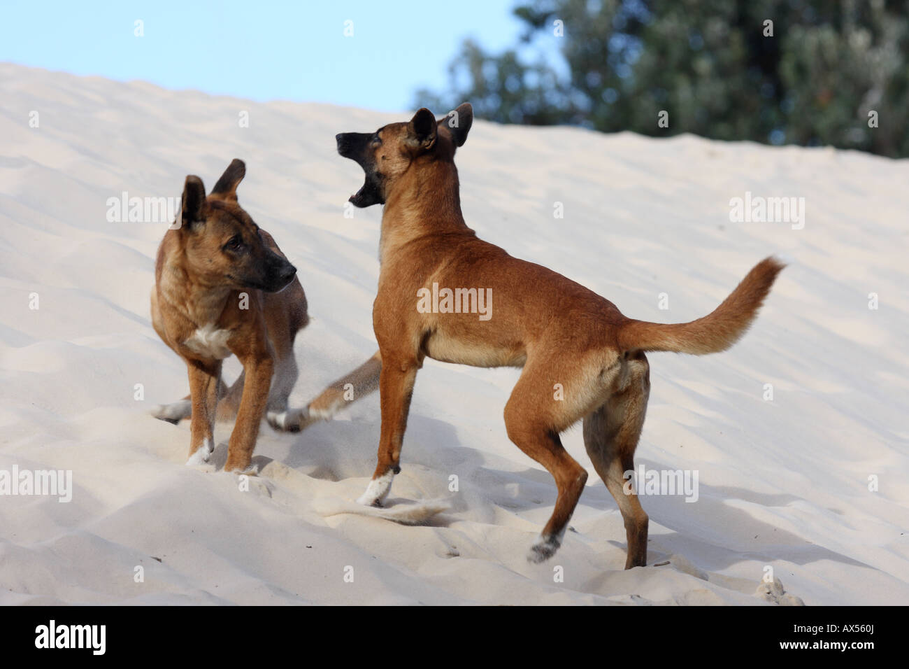 Dingo Pure Two Fighting Stockfotos und -bilder Kaufen - Alamy