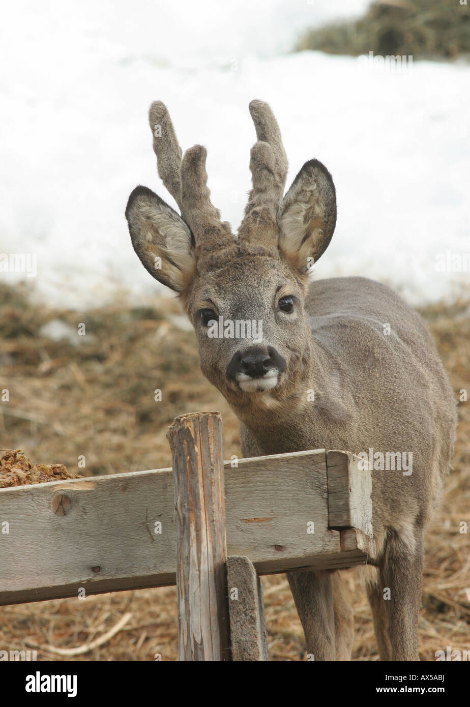 Geweihe rehbockgemahlt -Fotos und -Bildmaterial in hoher Auflösung – Alamy