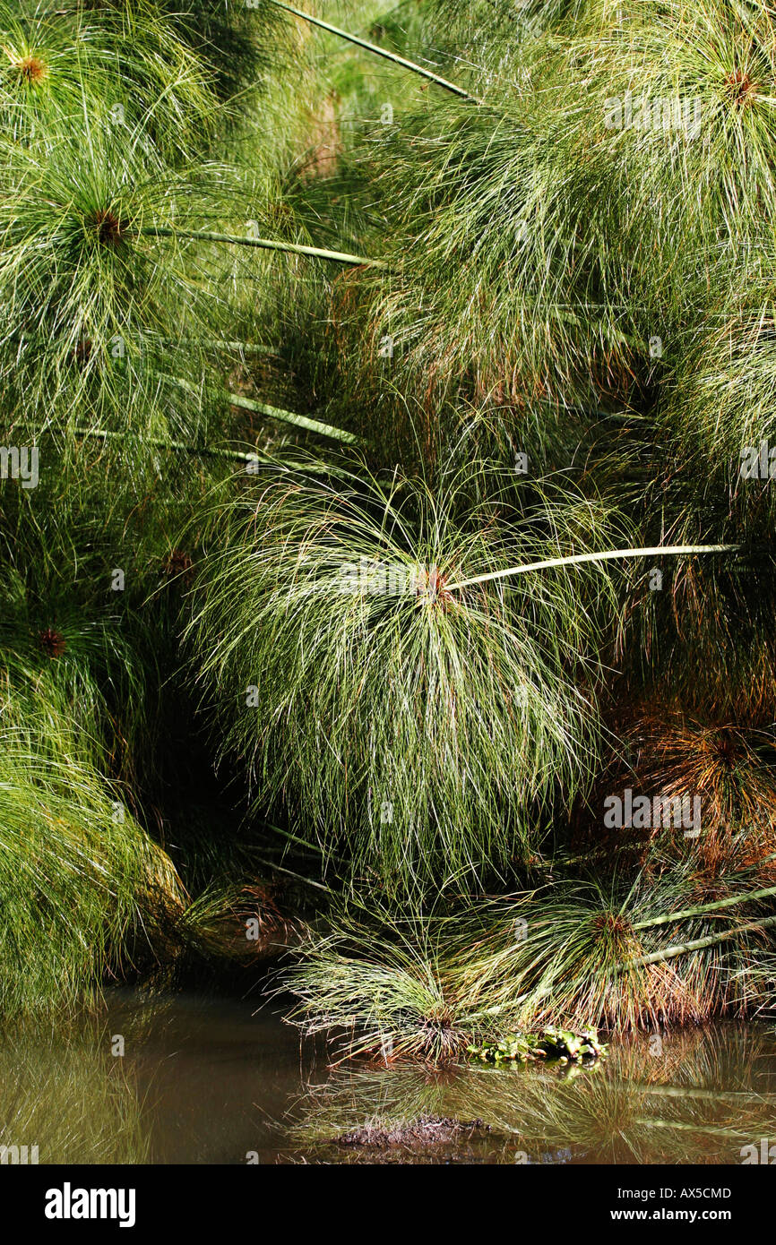 Cyperaceae papyrus -Fotos und -Bildmaterial in hoher Auflösung – Alamy