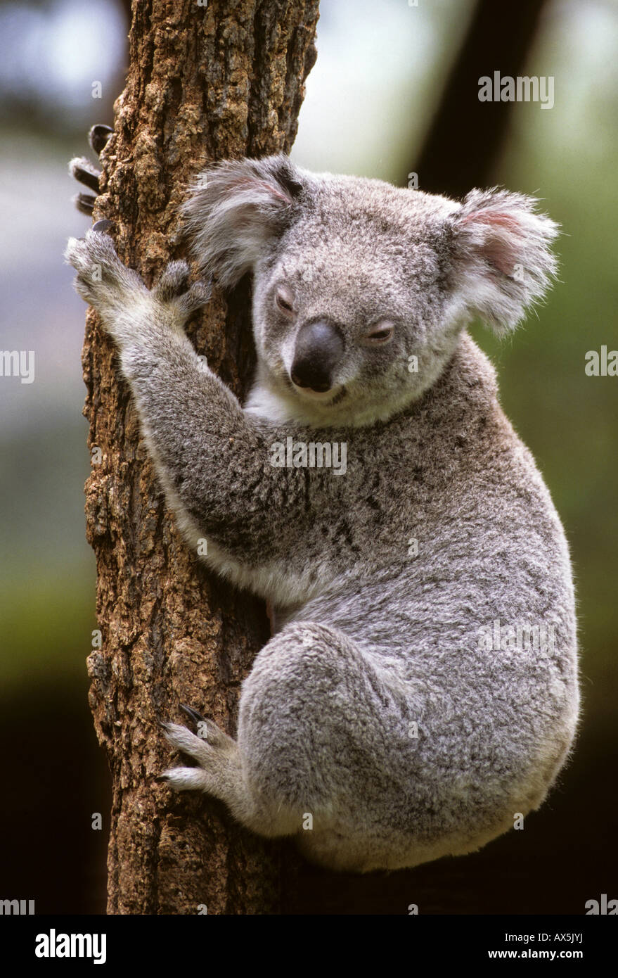 Queensland koala -Fotos und -Bildmaterial in hoher Auflösung – Alamy