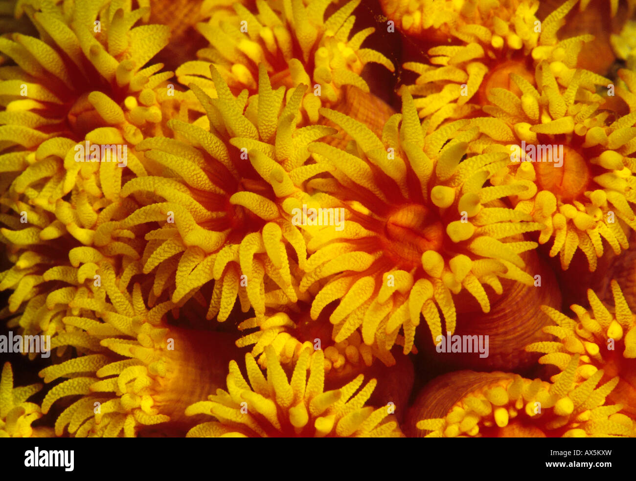 Tubastrea faulkneri -Fotos und -Bildmaterial in hoher Auflösung – Alamy