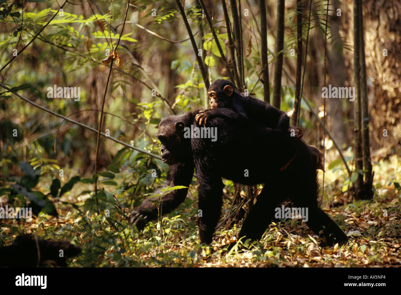 Baby Chimp Eating Stockfotos und -bilder Kaufen - Alamy