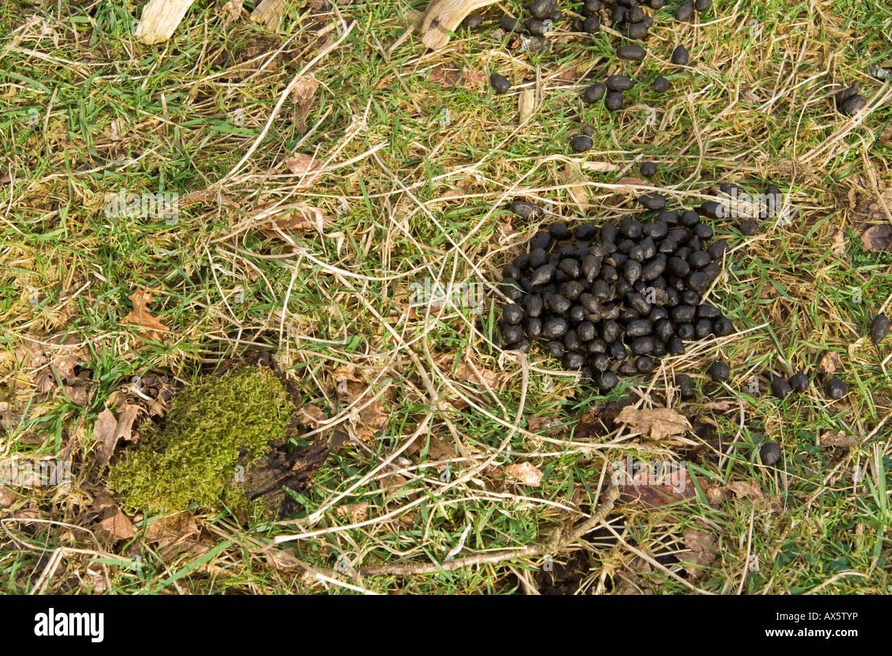 Excrement Animal Faeces Stockfotos und -bilder Kaufen - Alamy