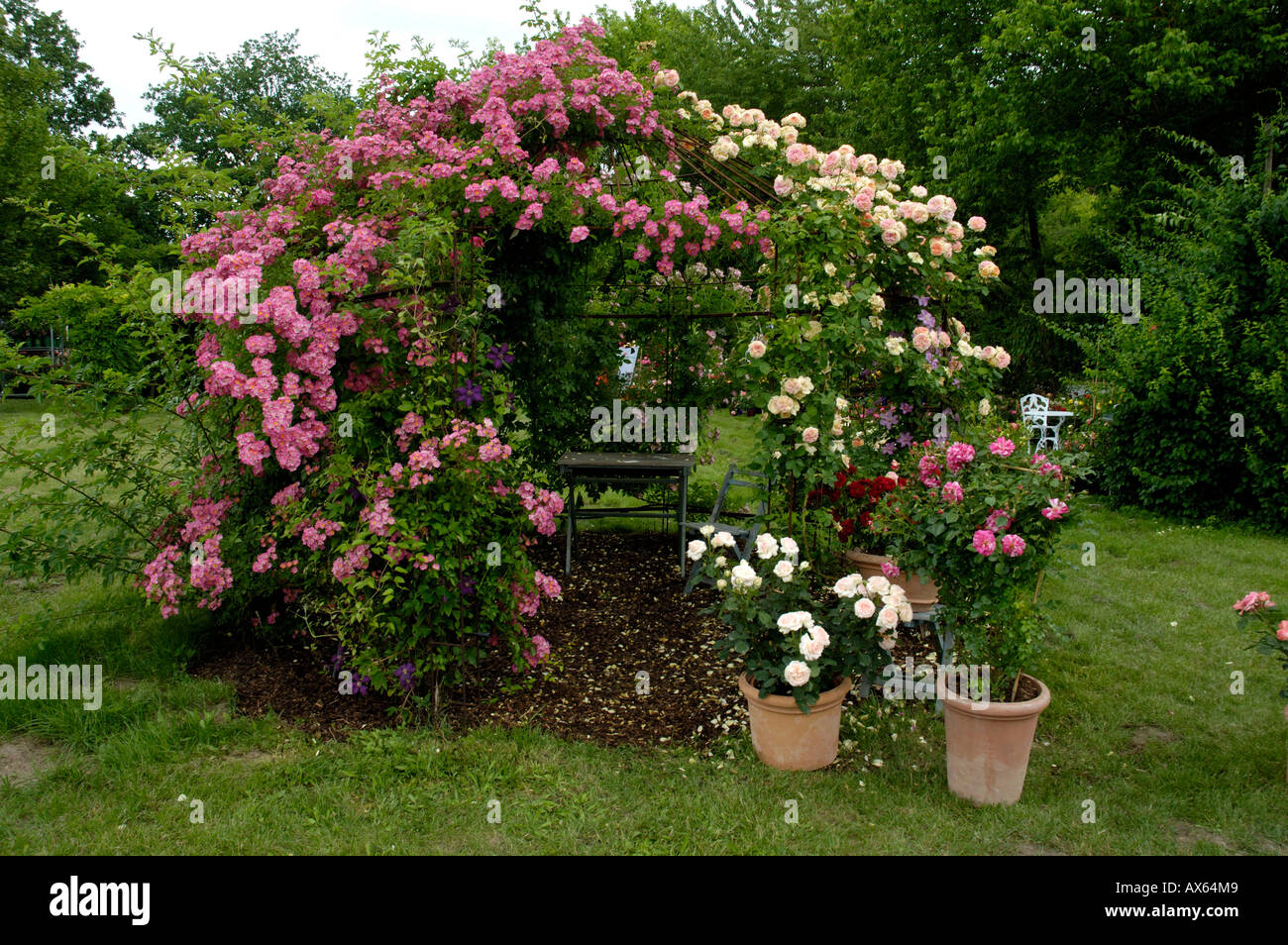 Climbing rose maria lisa -Fotos und -Bildmaterial in hoher Auflösung ...