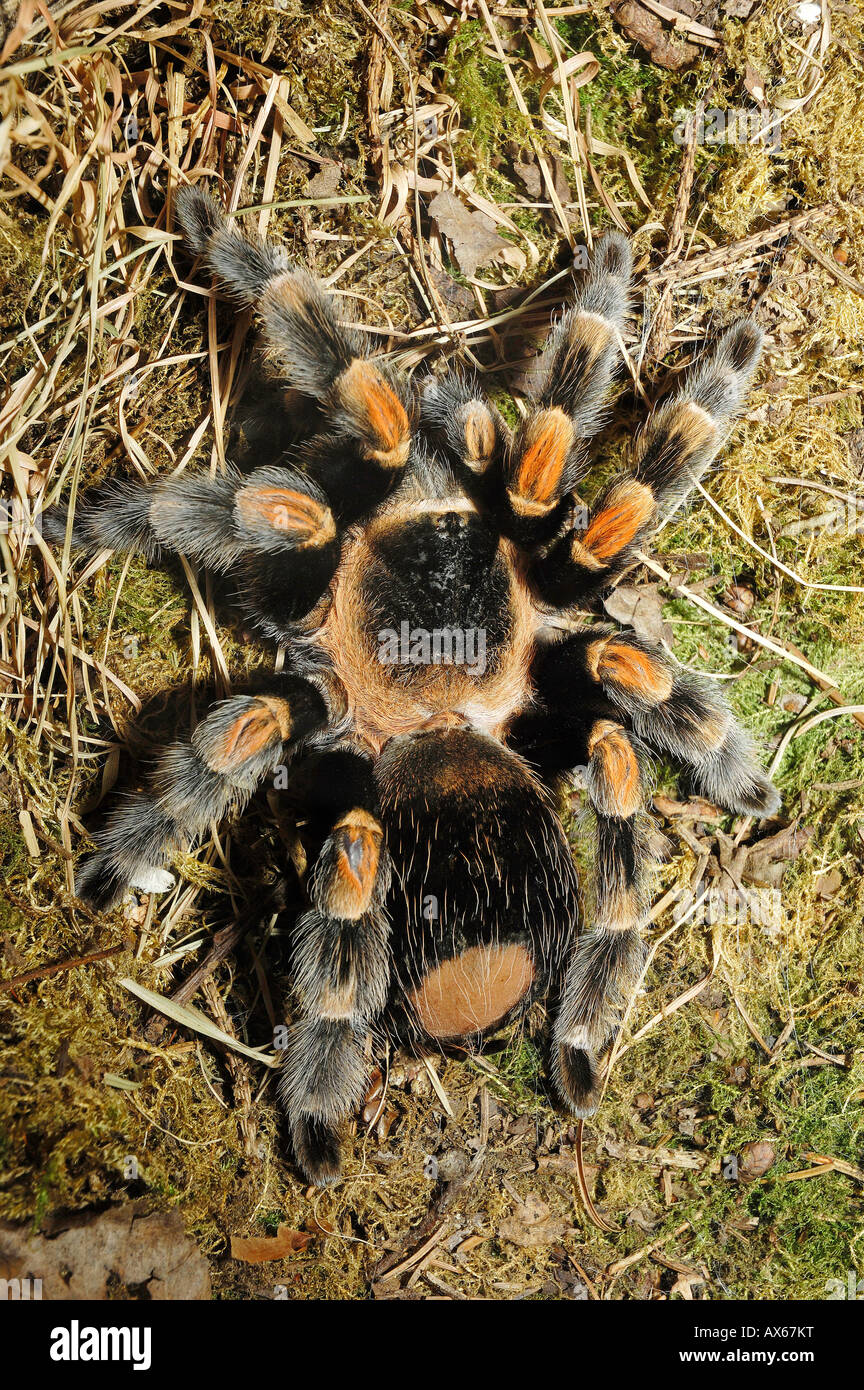 Redknee tarantula -Fotos und -Bildmaterial in hoher Auflösung – Alamy