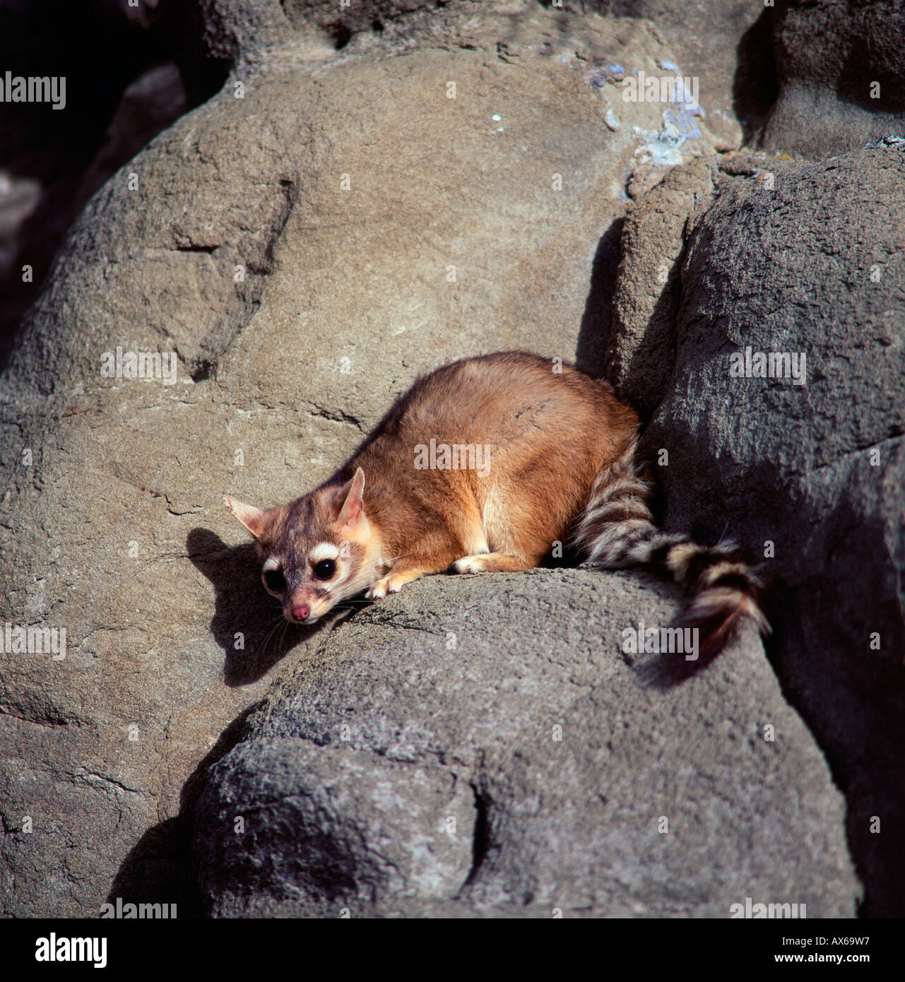 Ringtail katze -Fotos und -Bildmaterial in hoher Auflösung – Alamy