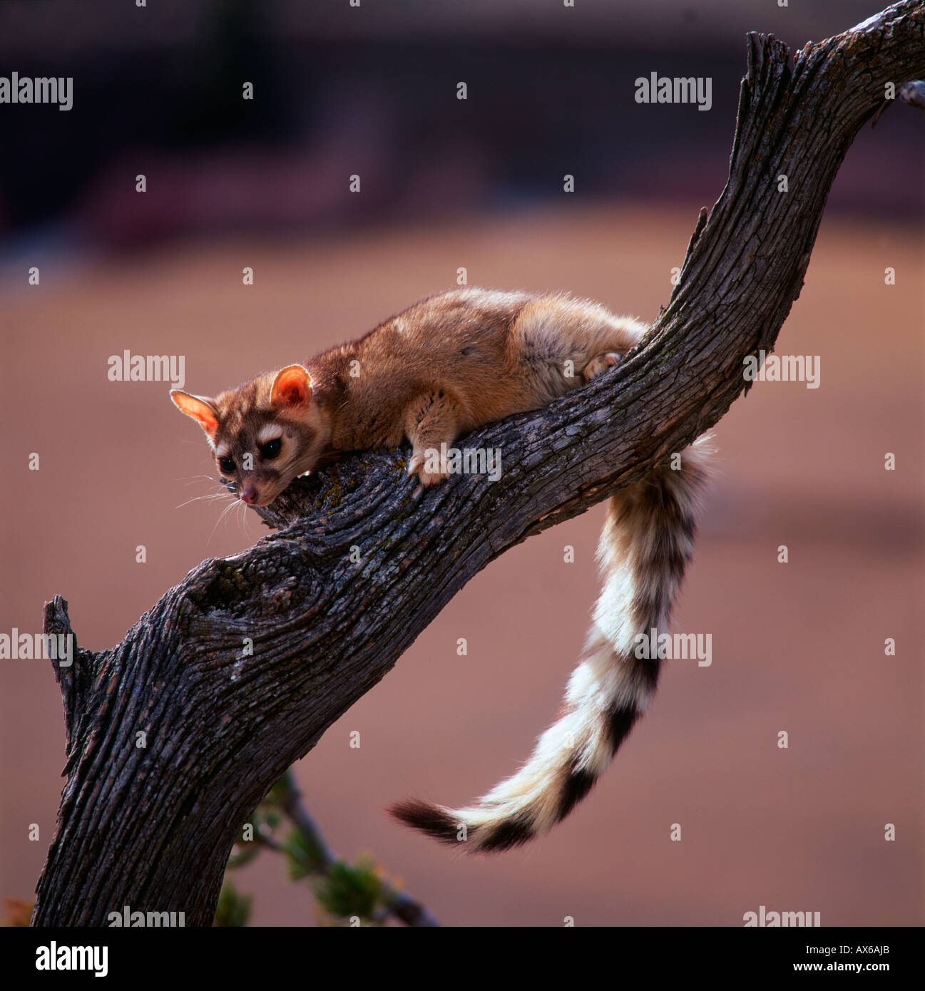 Ringtail katze -Fotos und -Bildmaterial in hoher Auflösung – Alamy