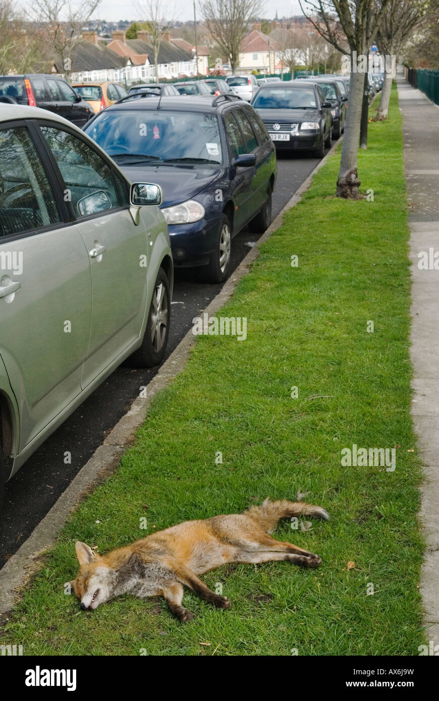 Dead fox road kill -Fotos und -Bildmaterial in hoher Auflösung – Alamy