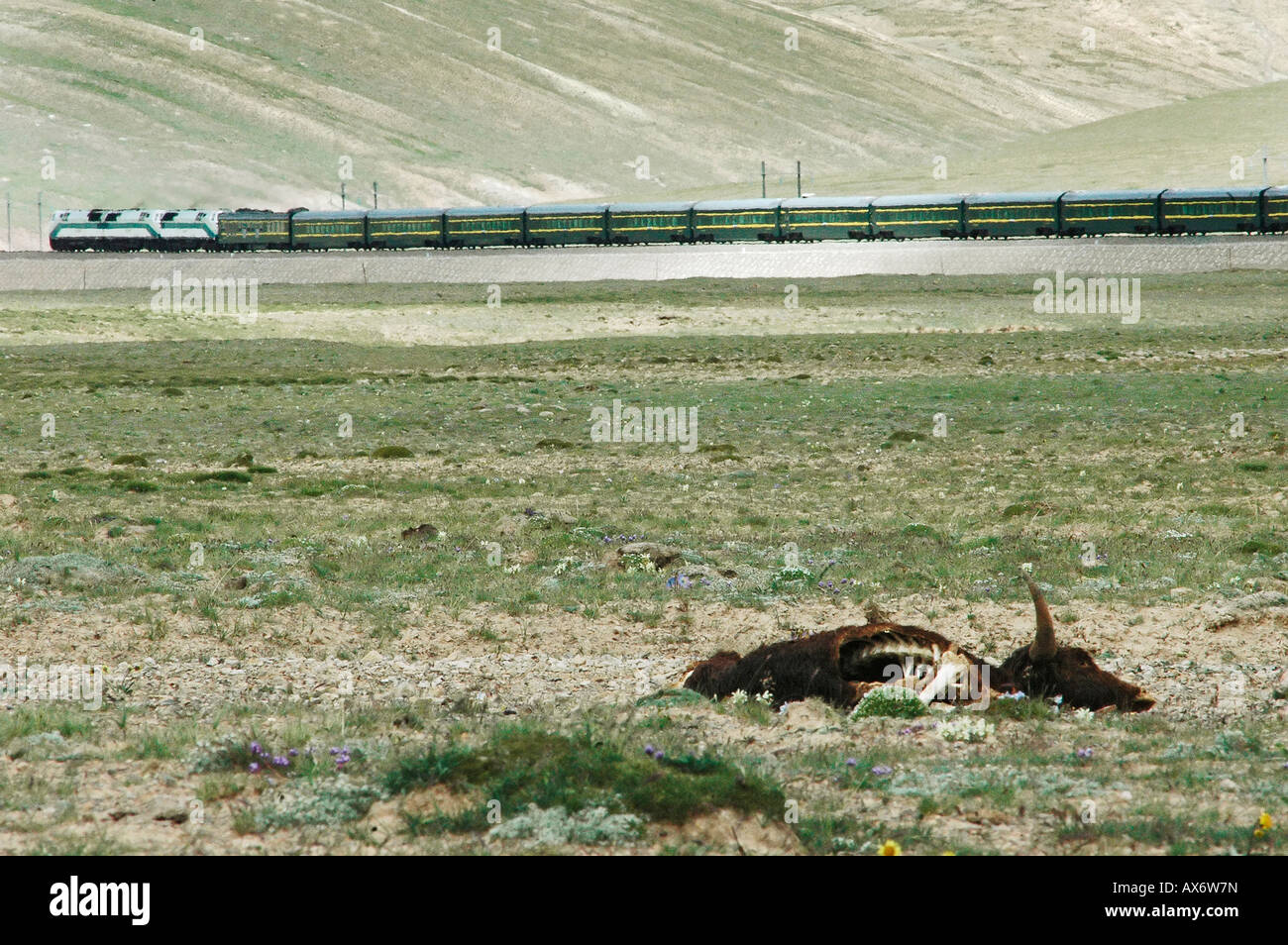 Lhasa bahn tangula -Fotos und -Bildmaterial in hoher Auflösung – Alamy
