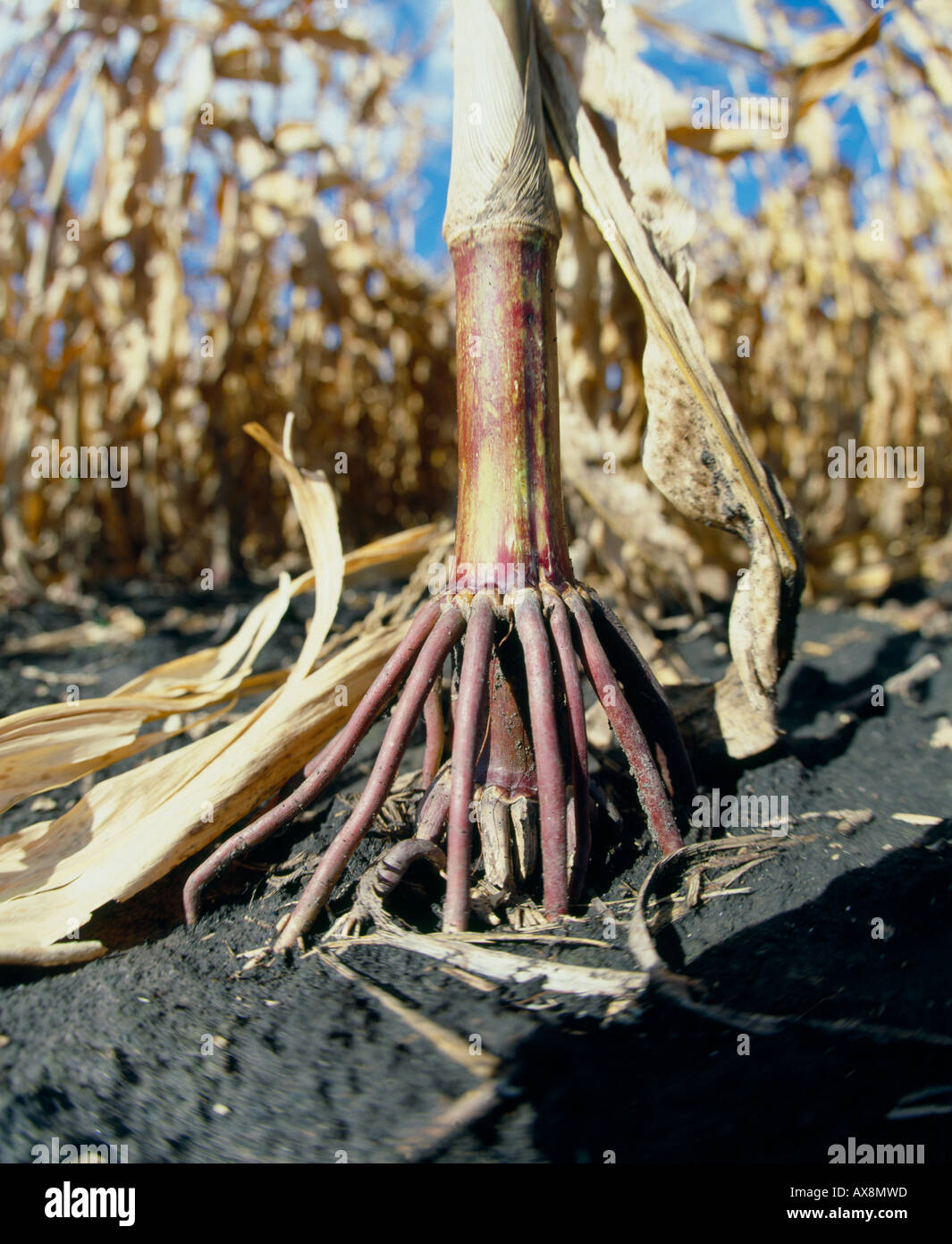 Mais wurzeln -Fotos und -Bildmaterial in hoher Auflösung – Alamy