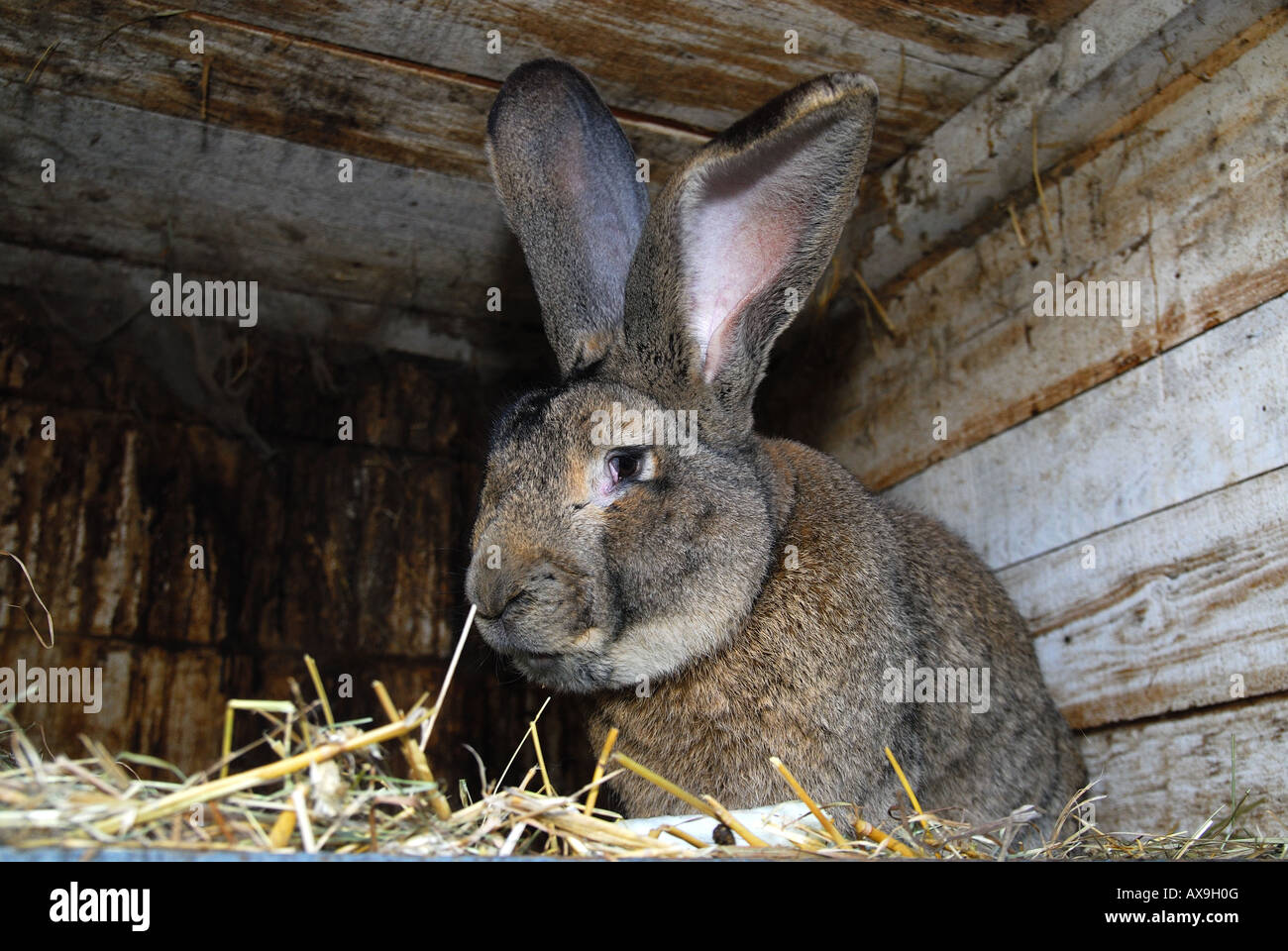 Deutscher riese kaninchen -Fotos und -Bildmaterial in hoher Auflösung ...