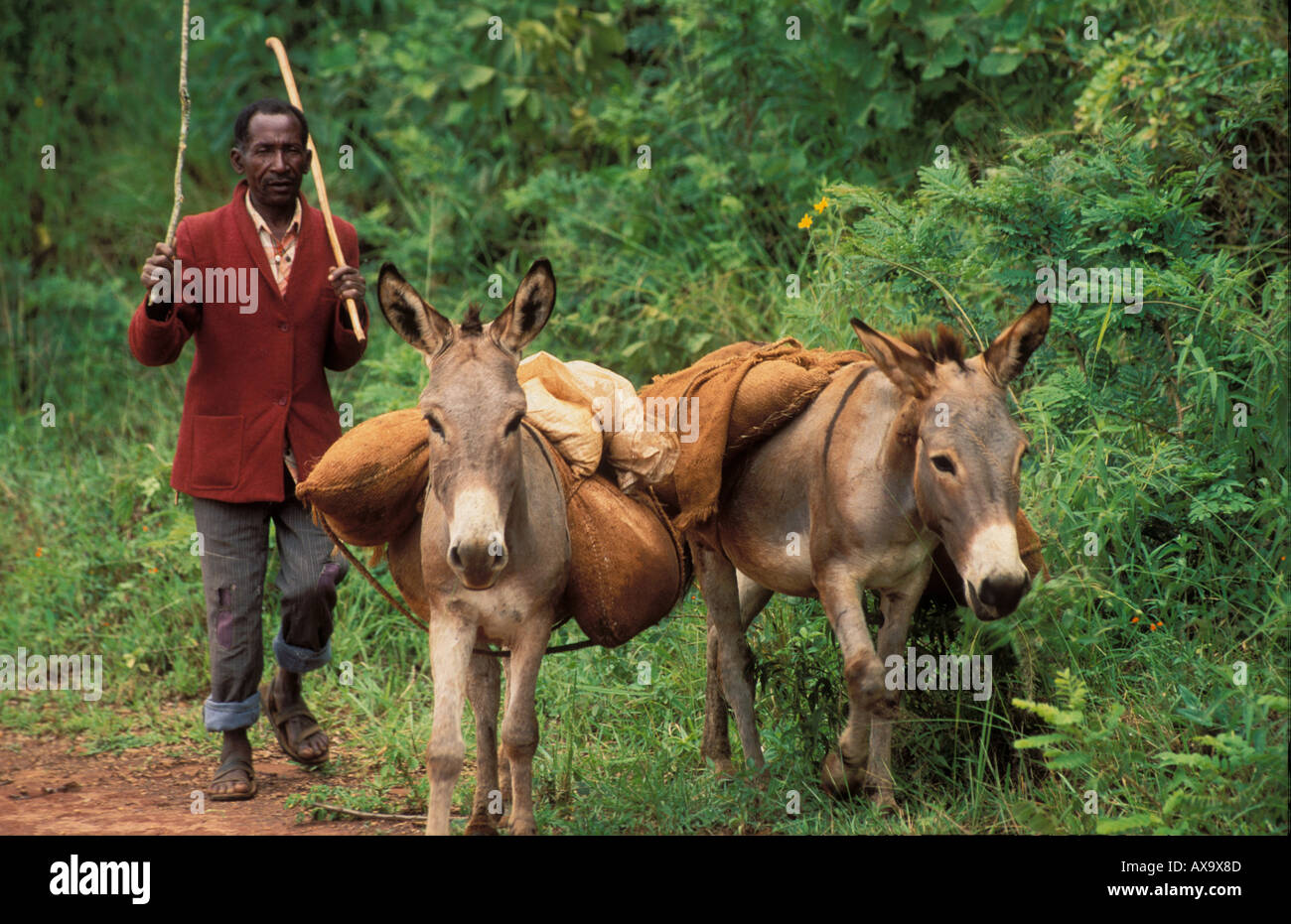 Donkeys Carrying Load Stockfotos und -bilder Kaufen - Alamy