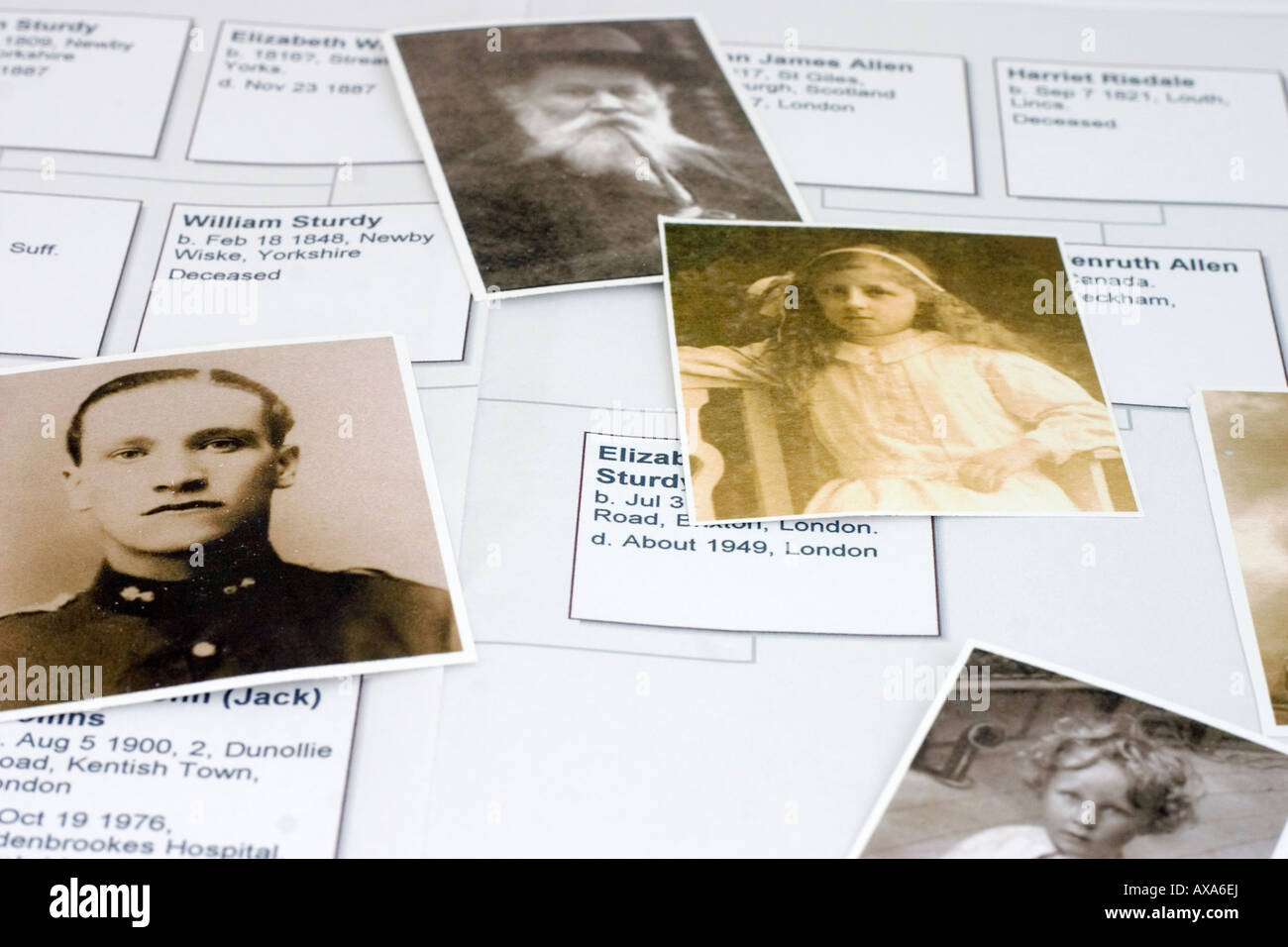 Stammbaum nachkommen -Fotos und -Bildmaterial in hoher Auflösung – Alamy