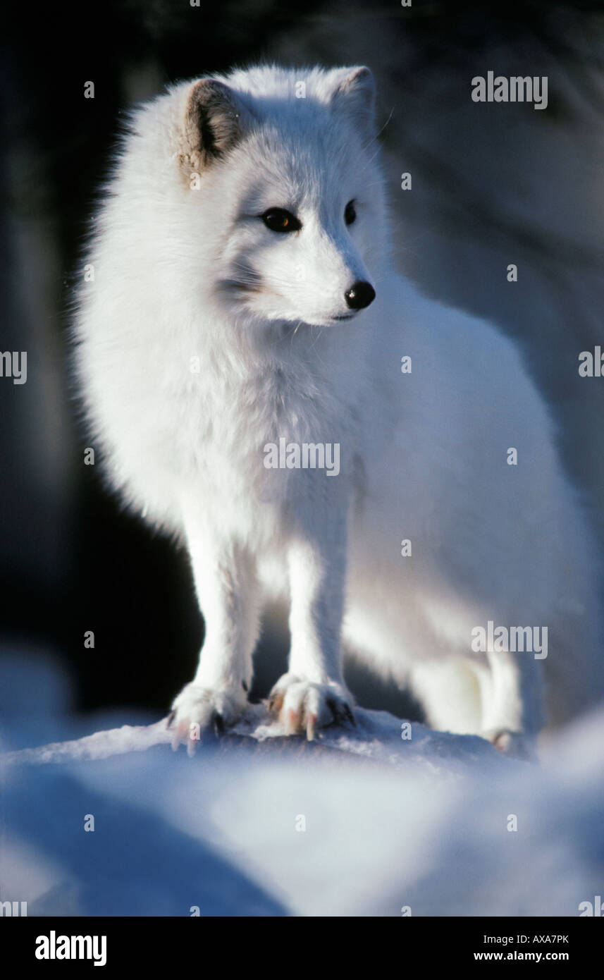 Polarfuchs Alopex Lagopus Mutter und Welpen, die Arktis Eisfuechse ...