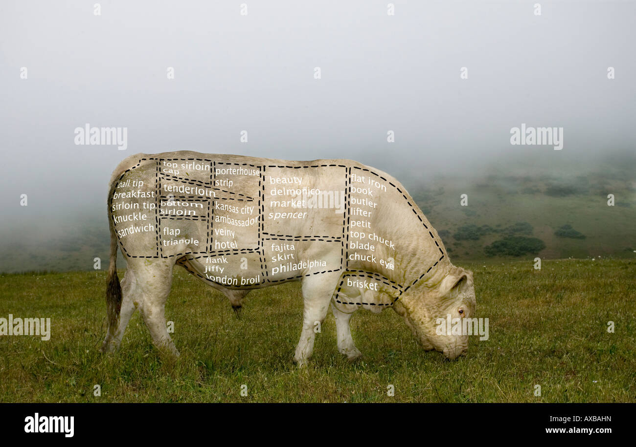 Beef cuts -Fotos und -Bildmaterial in hoher Auflösung – Alamy