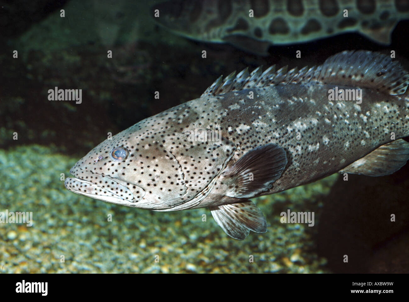 Epinephelus salmonoides -Fotos und -Bildmaterial in hoher Auflösung – Alamy