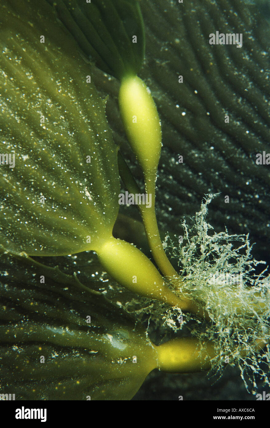 Lessonia flavicans -Fotos und -Bildmaterial in hoher Auflösung – Alamy