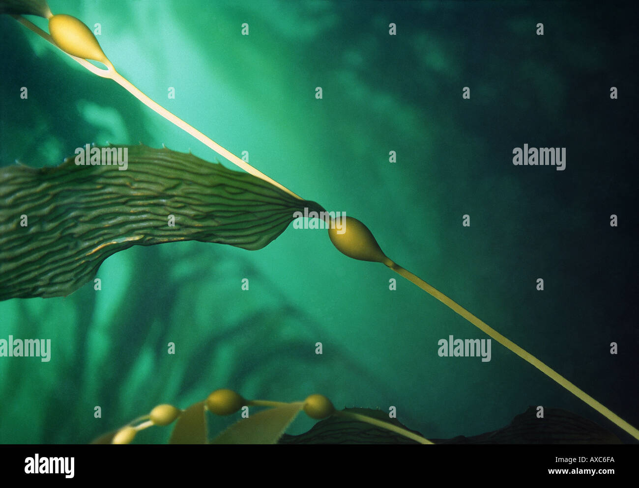 Lessonia flavicans -Fotos und -Bildmaterial in hoher Auflösung – Alamy