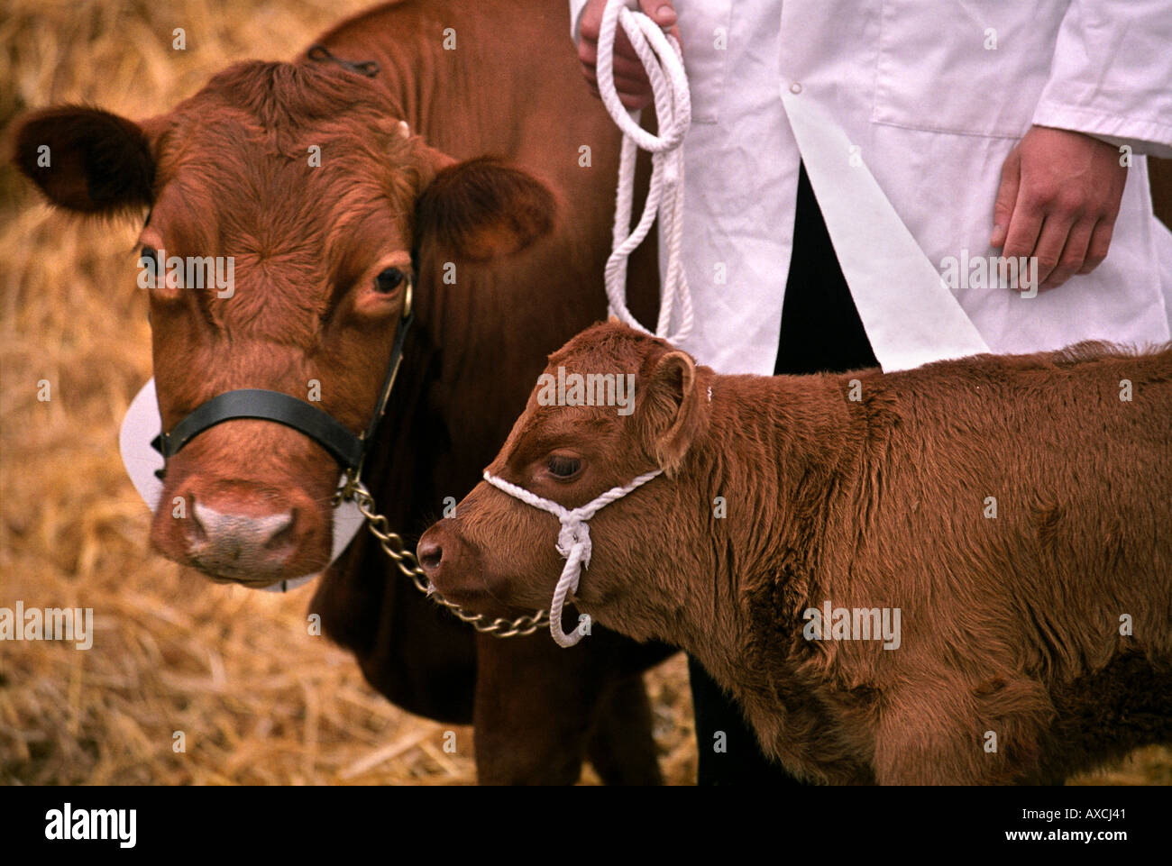 EIN ROTER DEXTER KALB MIT SEINER MUTTER ÜBER DIE SHOW IN DER KUH MILCH ...
