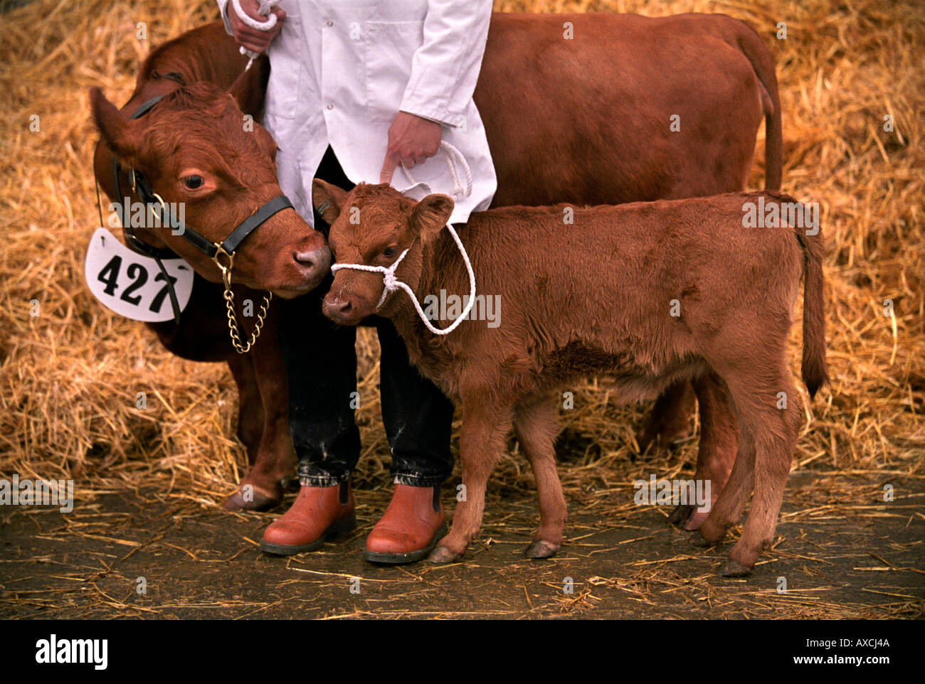 Dexter beef -Fotos und -Bildmaterial in hoher Auflösung – Alamy