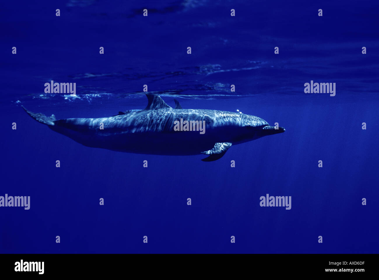 Die Flecken auf Pacific spotted Dolphin Stenella Attenuata findet man ...