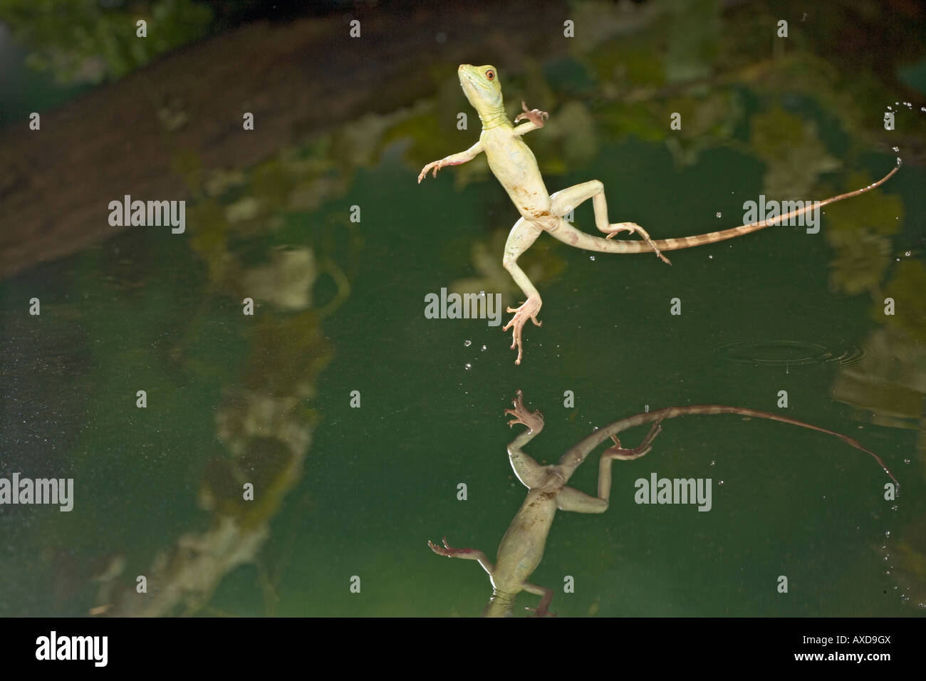 Basilisk running -Fotos und -Bildmaterial in hoher Auflösung – Alamy