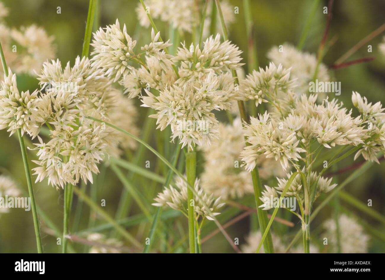 Luzula nivea -Fotos und -Bildmaterial in hoher Auflösung – Alamy