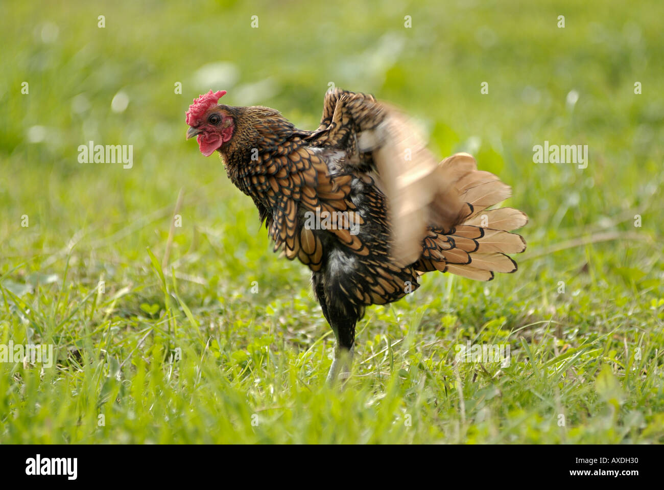 Sebright chicken -Fotos und -Bildmaterial in hoher Auflösung – Alamy