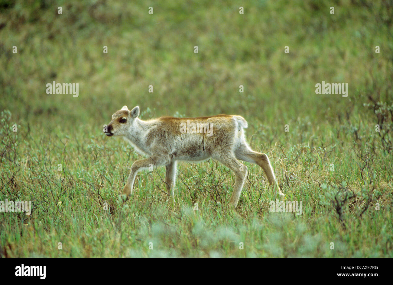 Rentier kalb -Fotos und -Bildmaterial in hoher Auflösung – Alamy