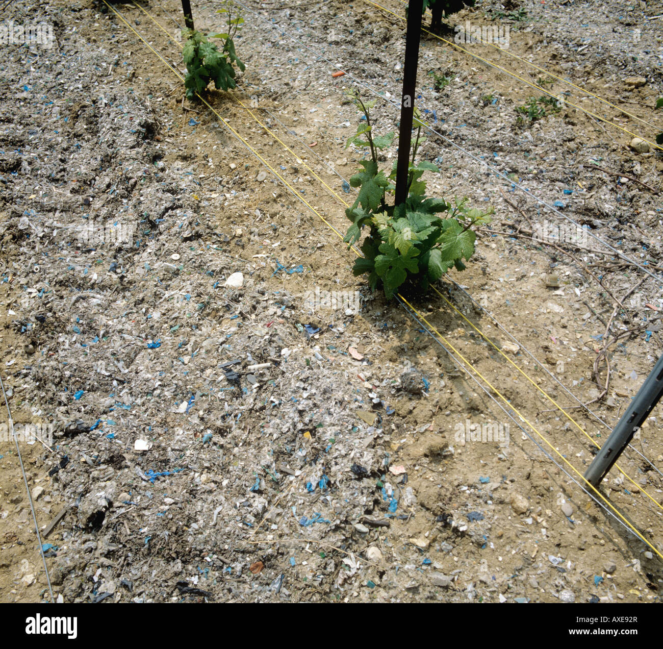 Müll als Mulch zwischen Reben im Weinberg in Champagner Frankreich ...