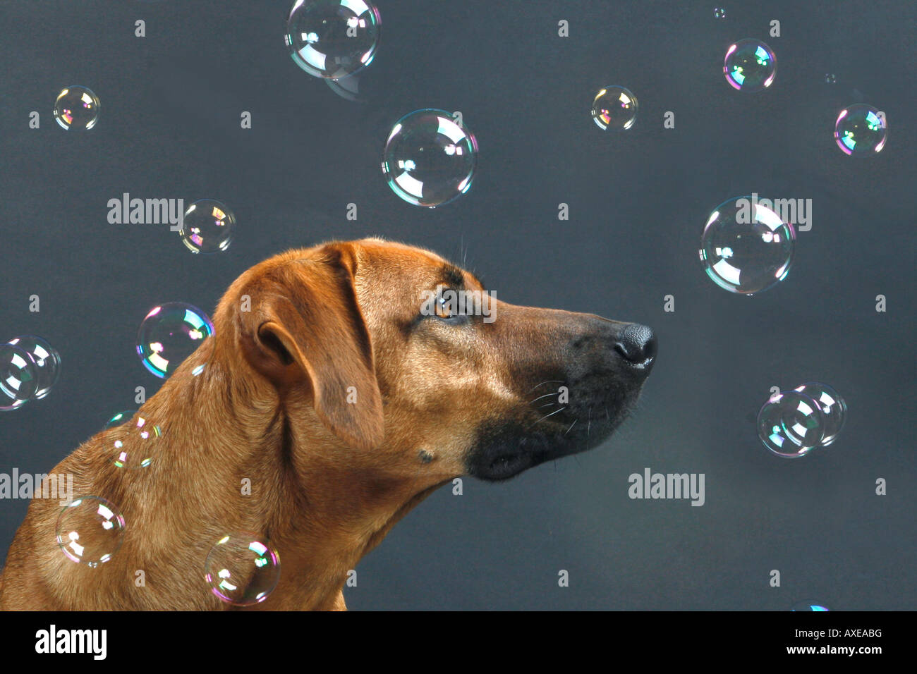 Halbbruder hund -Fotos und -Bildmaterial in hoher Auflösung – Alamy