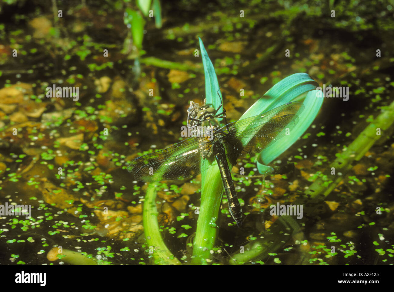 Aus dem wassernymphen stadium -Fotos und -Bildmaterial in hoher ...