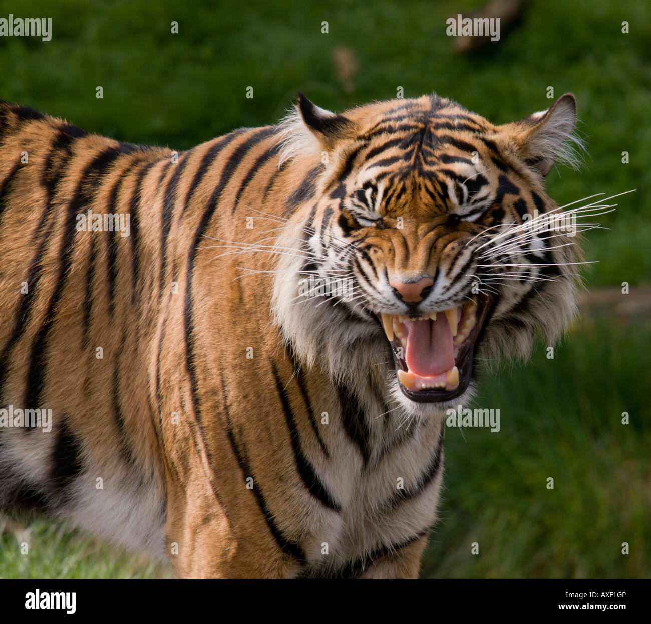 Tiger brüllen -Fotos und -Bildmaterial in hoher Auflösung – Alamy